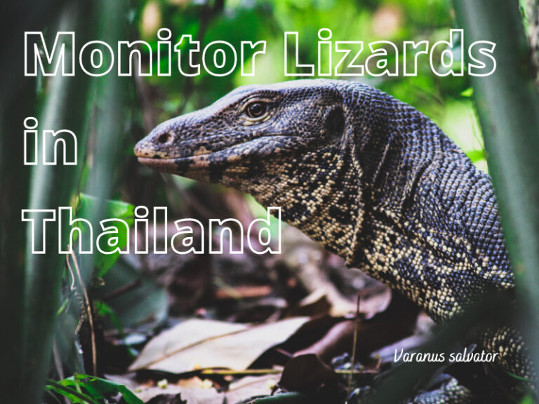 Asian Water Monitor Lizards ( Varanus Salvator ) in Thailand
